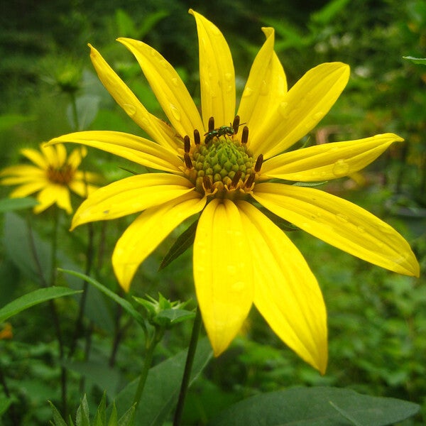 Helianthus strumosus / Paleleaf Sunflower | Wild Ridge Plants, LLC