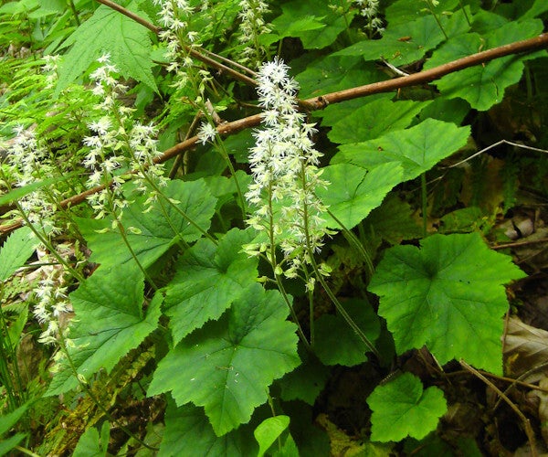 Tiarella cordifolia / Foamflower | Wild Ridge Plants, LLC