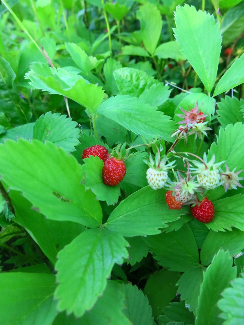 Fragaria virginiana / Wild Strawberry | Wild Ridge Plants, LLC