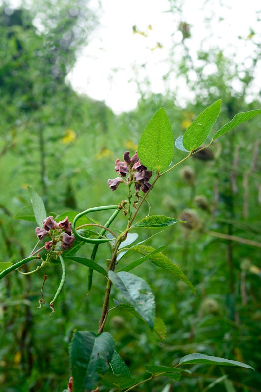 Apios americana / Groundnut | Wild Ridge Plants, LLC