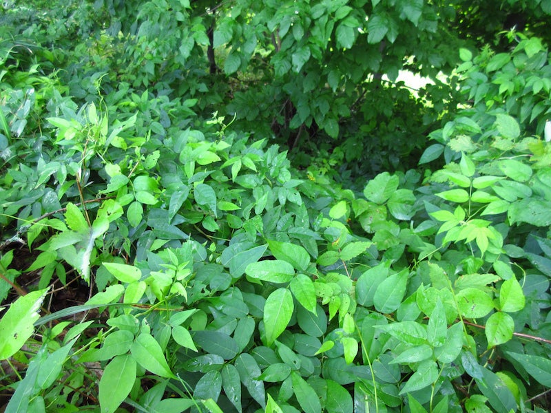 Apios americana / Groundnut | Wild Ridge Plants, LLC