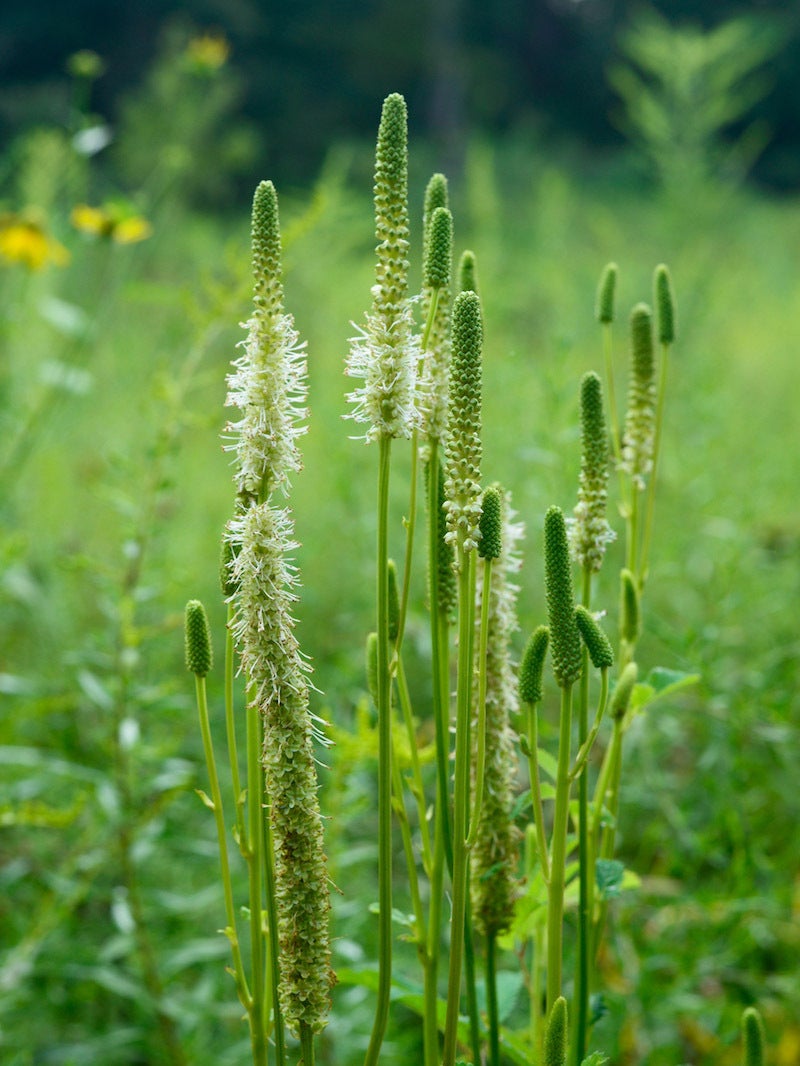 Sanguisorba canadensis / Canadian Burnet | Wild Ridge Plants, LLC