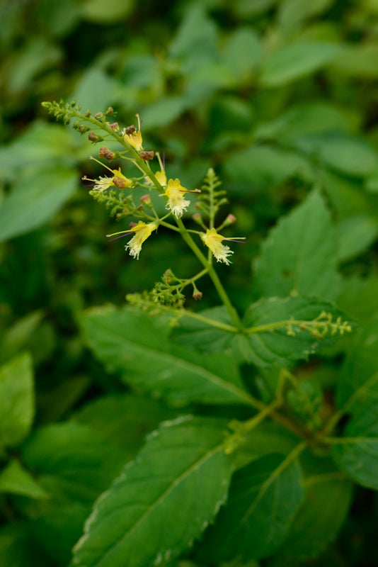 Collinsonia canadensis / Stoneroot | Wild Ridge Plants, LLC